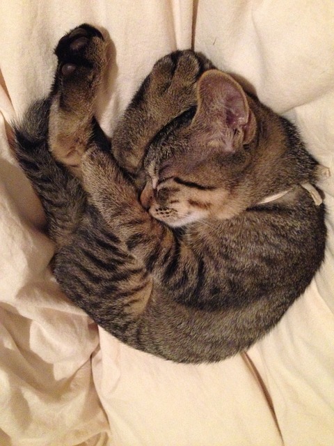 Kucing Kitty Tidur - Foto gratis di Pixabay