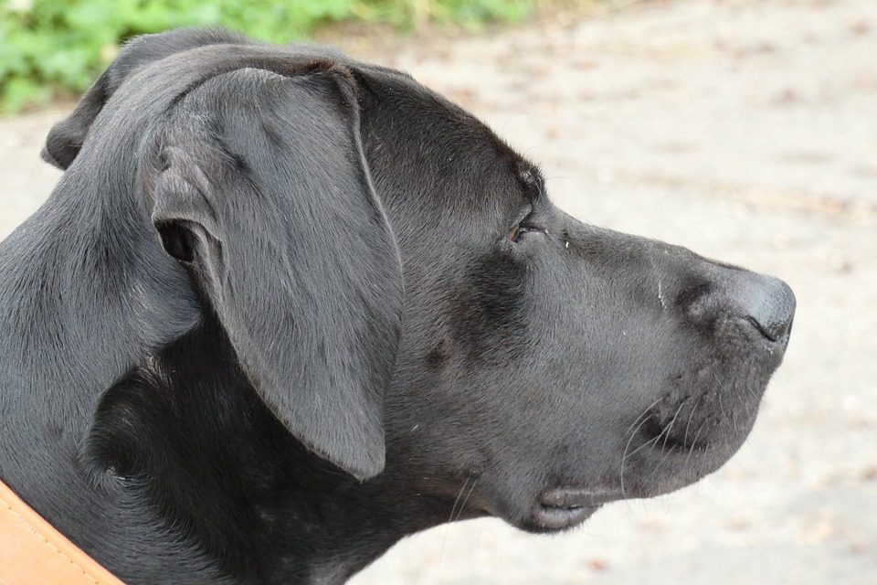 Dog Head Portrait - Free photo on Pixabay - Pixabay