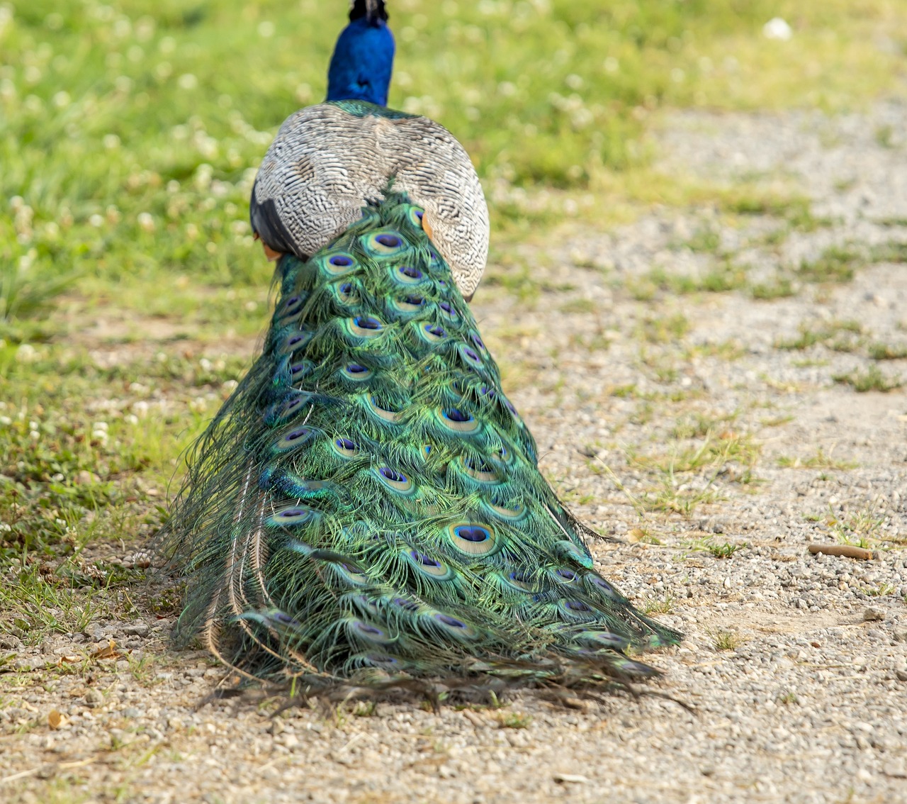 Peacock Feathers Plumage - Free photo on Pixabay - Pixabay Peacock Feathers Plumage - Free photo on Pixabay - Pixabay