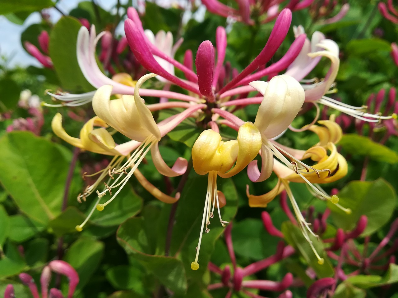 Honeysuckle Flower - Free photo on Pixabay - Pixabay