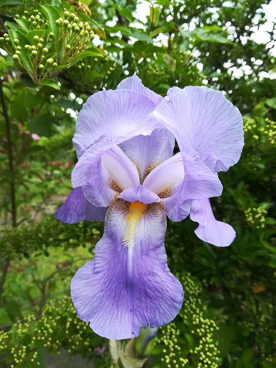 Iris - Photo gratuite sur Pixabay - Pixabay