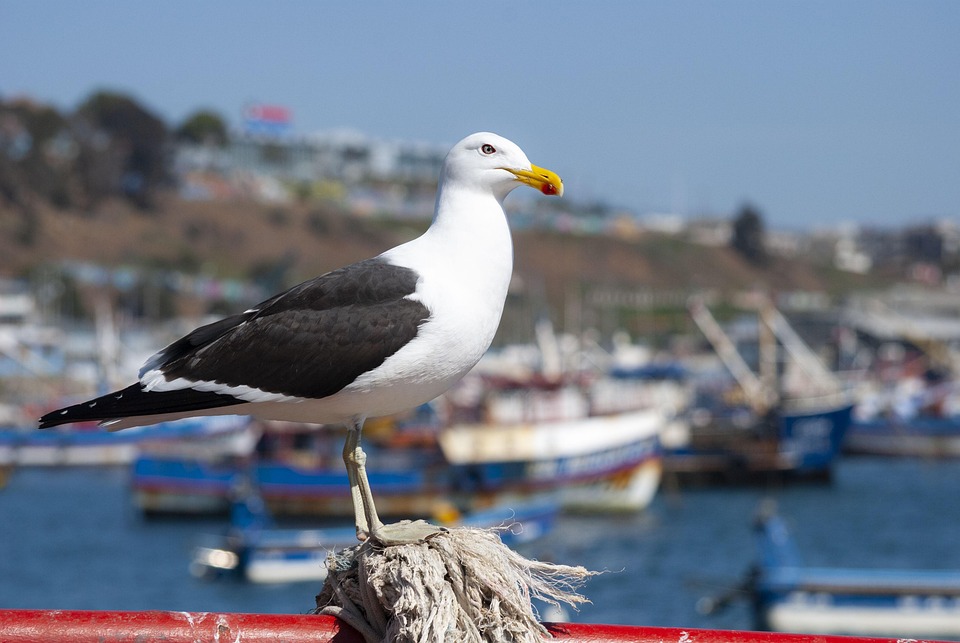 Seagull Birds Port - Free photo on Pixabay - Pixabay
