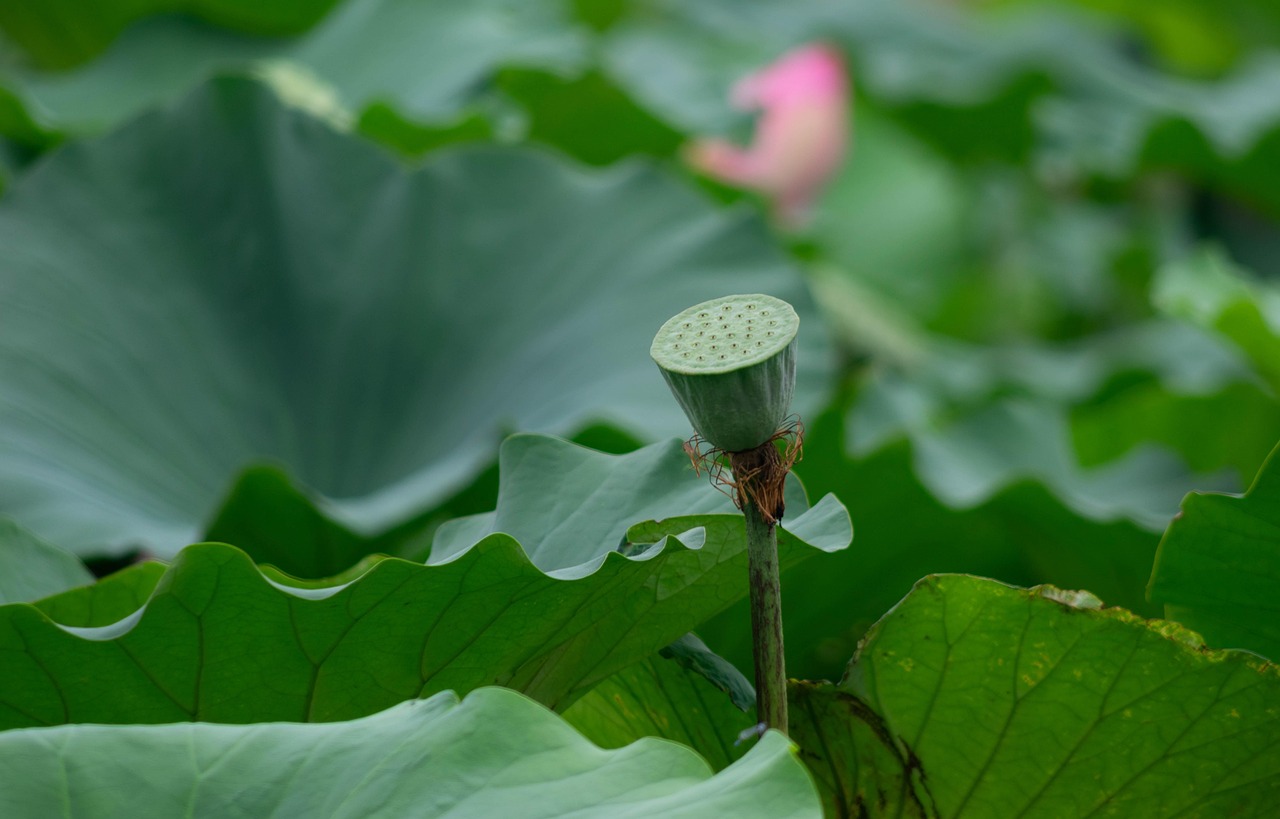 Lotus Vert - Photo gratuite sur Pixabay - Pixabay