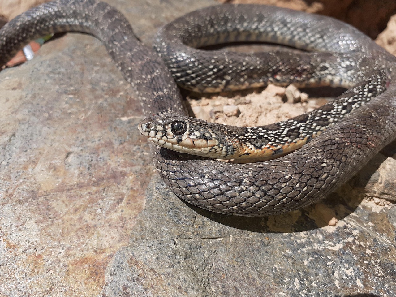 Snake Ophidian Horseshoe - Free photo on Pixabay - Pixabay