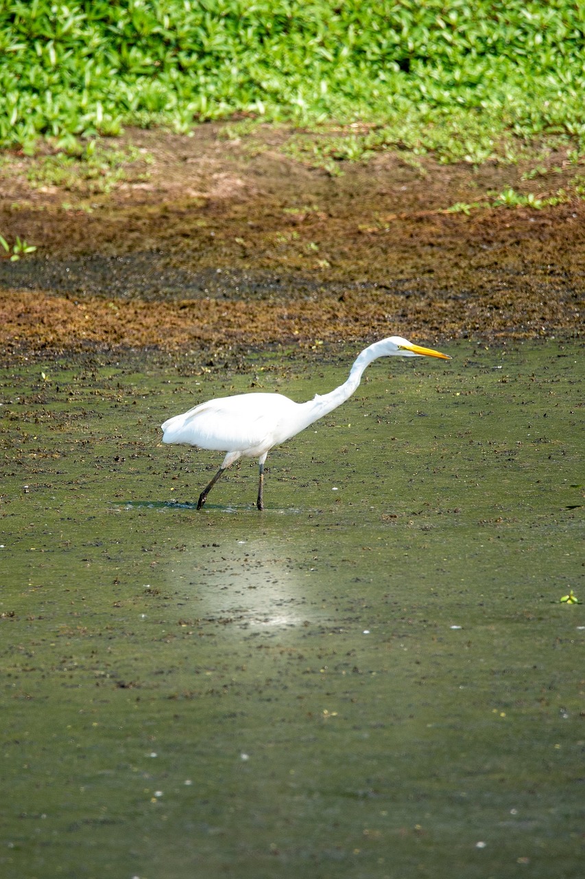 Aigrette Oiseau - Photo gratuite sur Pixabay - Pixabay