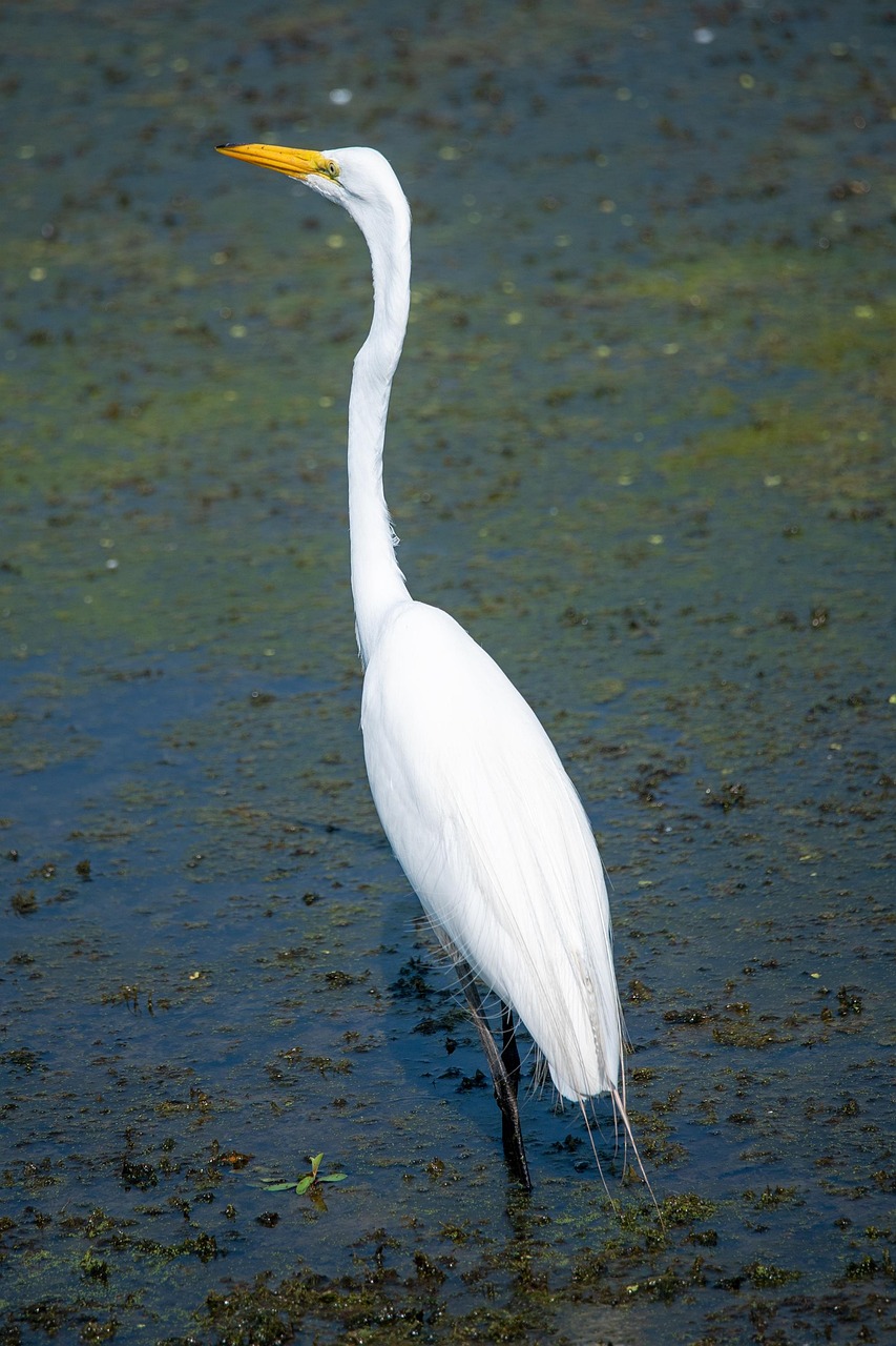 Aigrette Oiseau - Photo gratuite sur Pixabay - Pixabay