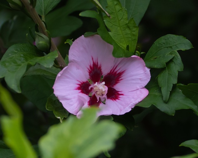 Wild Pink Flower Bloom - Free photo on Pixabay - Pixabay