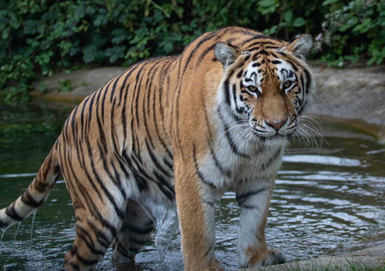 Tiger Wildlife Predator - Free photo on Pixabay - Pixabay