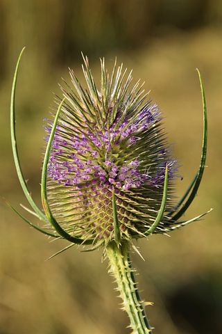 30+ Free Flowerheads & Flower Images - Pixabay