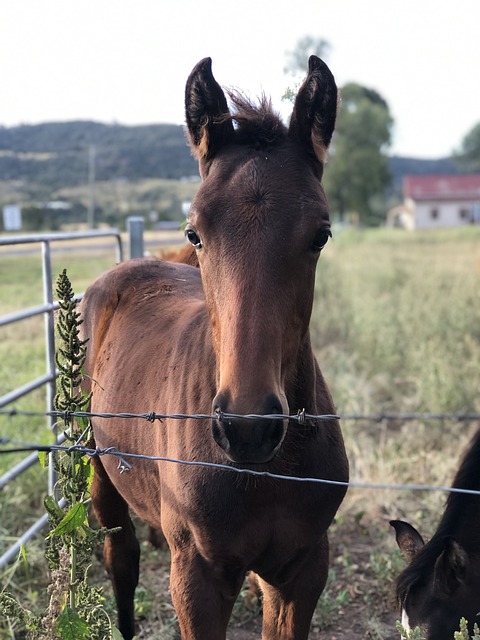 Cheval Poulain Jeune - Photo gratuite sur Pixabay - Pixabay