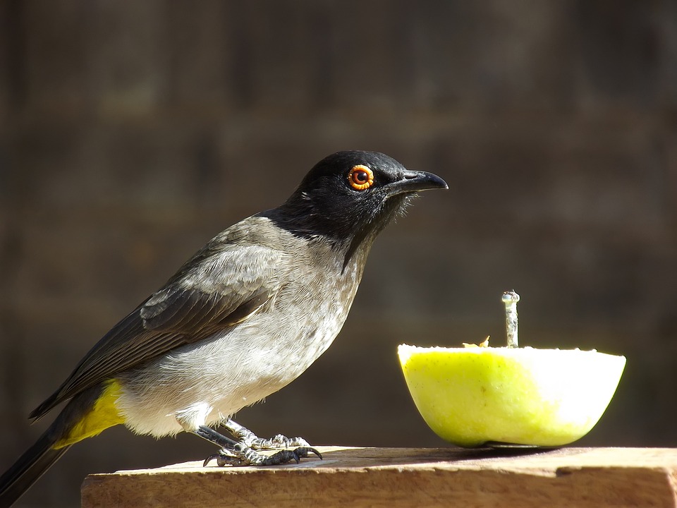 African Red-Eyed Bulbul - Free photo on Pixabay