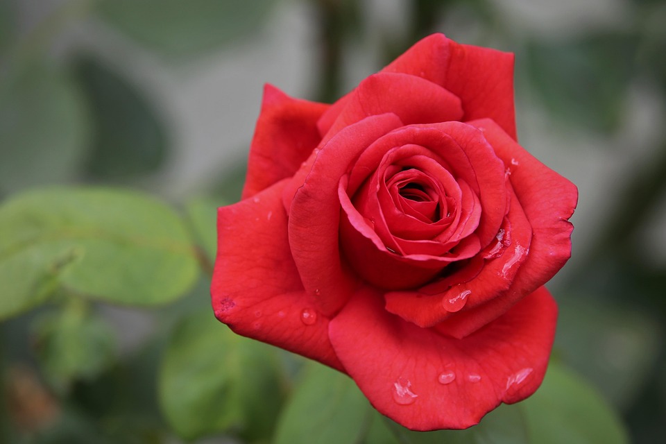 Rose Velvet Full Bloom After Rain - Free photo on Pixabay - Pixabay