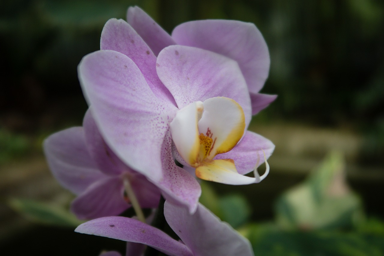 Orchidee Blumen Pflanze - Kostenloses Foto auf Pixabay - Pixabay