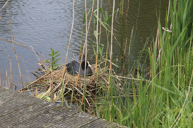 Water Grass Nest - Free photo on Pixabay - Pixabay
