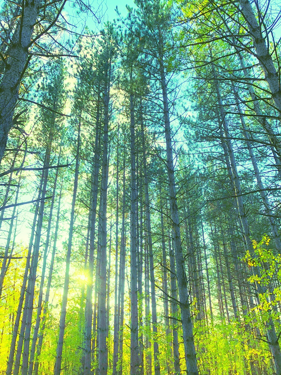 Fotografia De Natureza Arvores - Foto gratuita no Pixabay