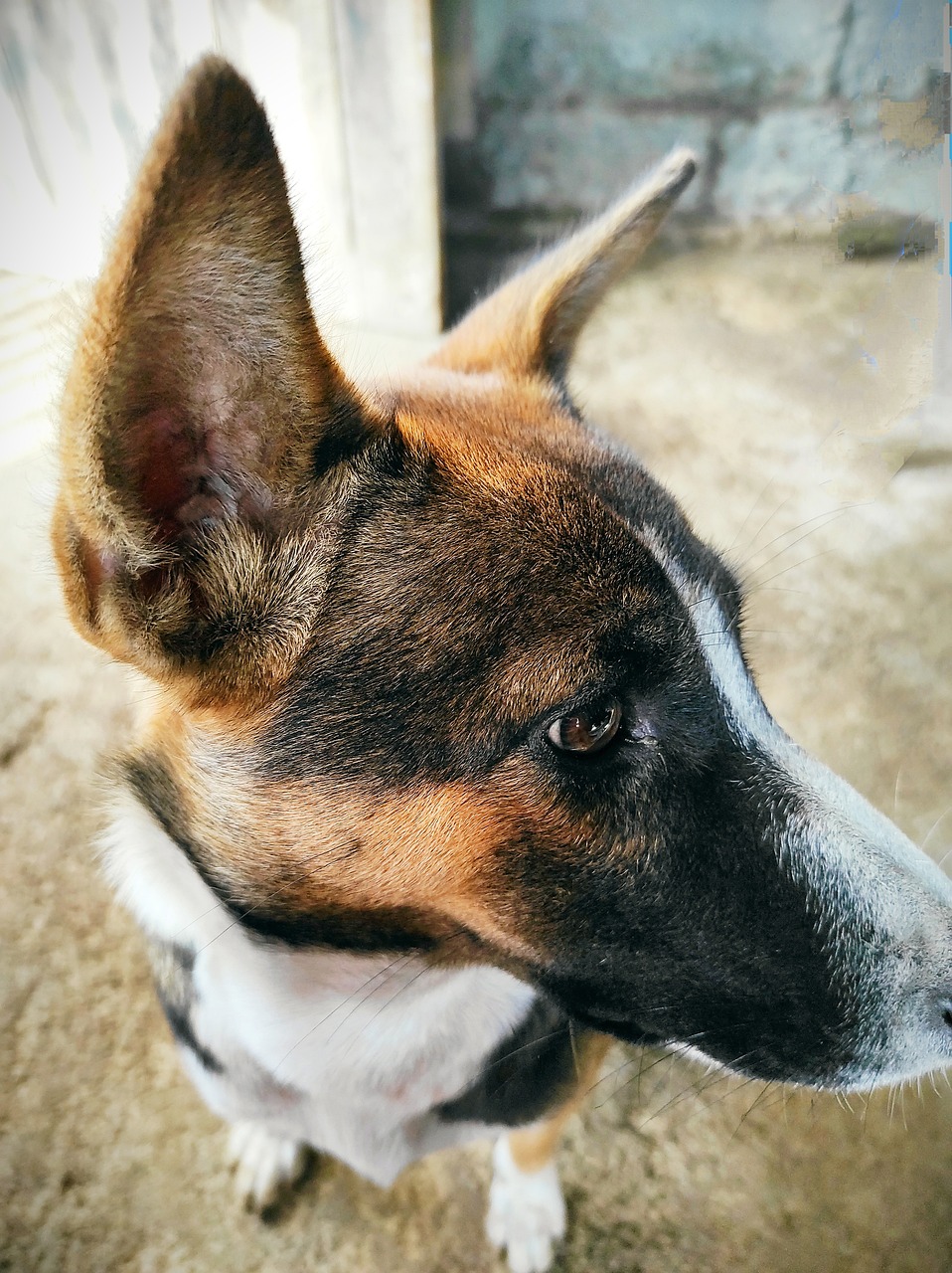 Dog Depressed Sad - Free photo on Pixabay - Pixabay