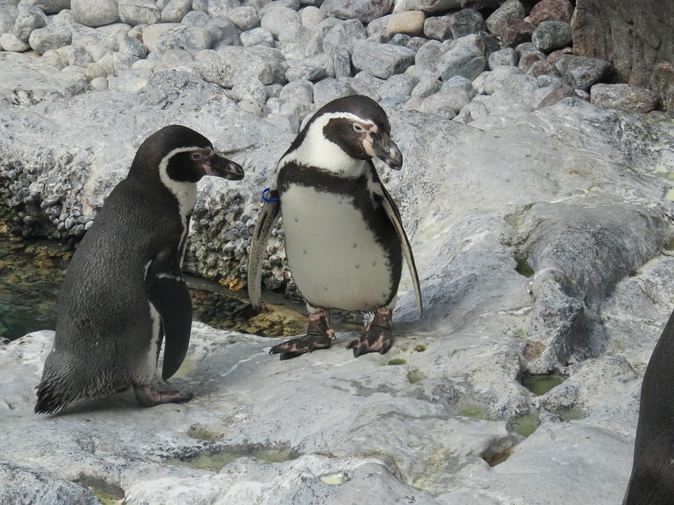 Humboldt Penguin - Free photo on Pixabay
