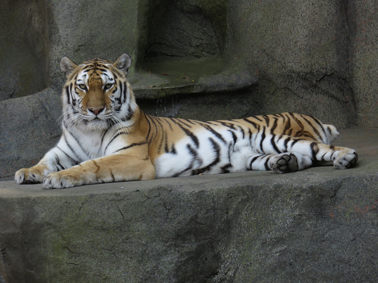 Tygrys Ogród Zoologiczny - Darmowe zdjęcie na Pixabay - Pixabay