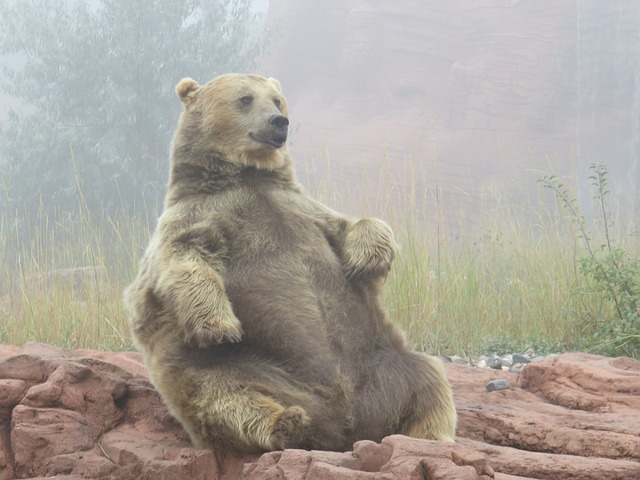 Bear Country Usa Wildlife - Free photo on Pixabay - Pixabay