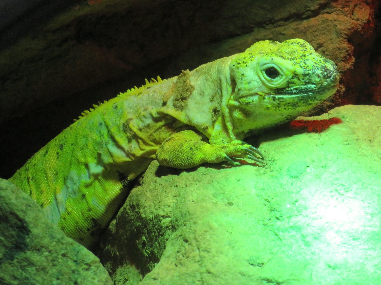 Iguana Hewan Kebun Binatang Henry - Foto gratis di Pixabay - Pixabay