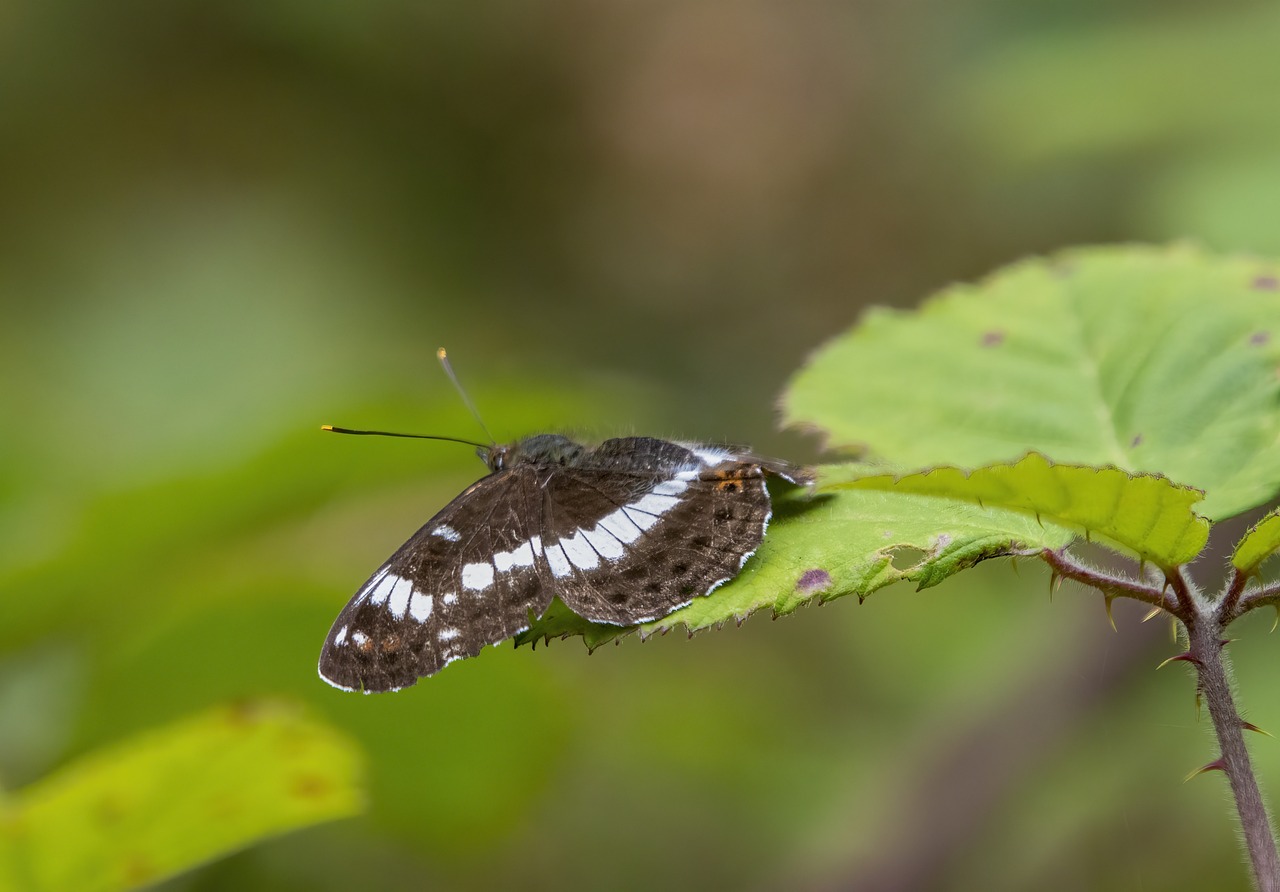 Blanc-Amiral-Papillon Insecte - Photo gratuite sur Pixabay - Pixabay