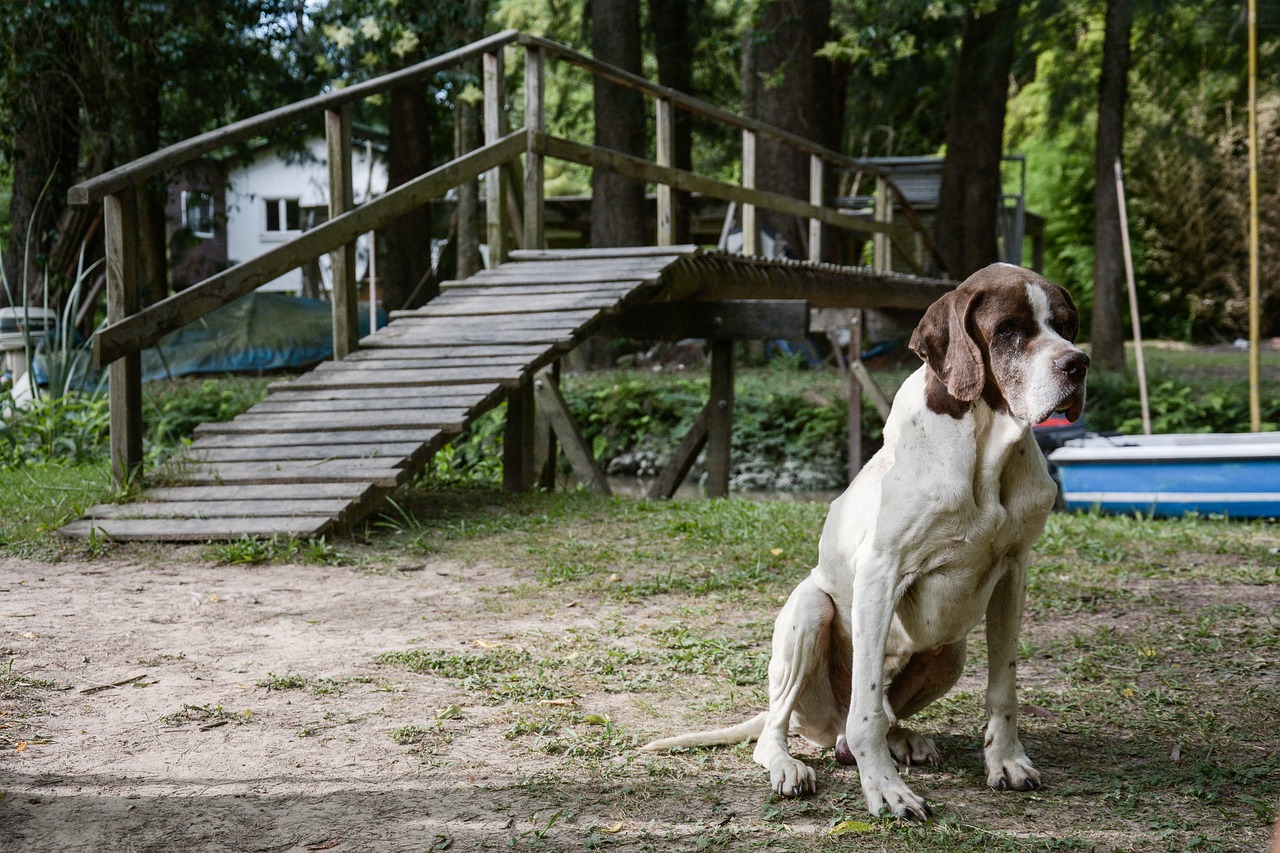 Dog Bridge - Free photo on Pixabay - Pixabay Dog Bridge - Free photo on Pixabay - Pixabay