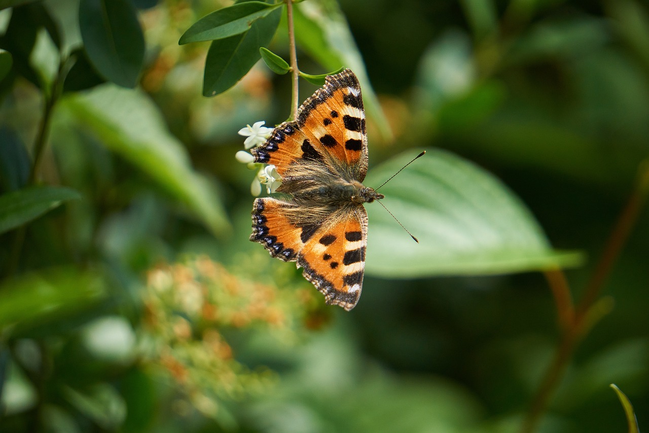 Papillon Insecte Ailes - Photo gratuite sur Pixabay - Pixabay