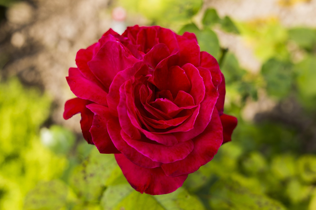 Flower Garden Rose - Free photo on Pixabay