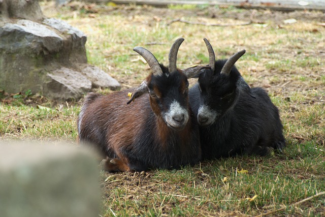 Cabras Bode - Foto gratuita no Pixabay - Pixabay