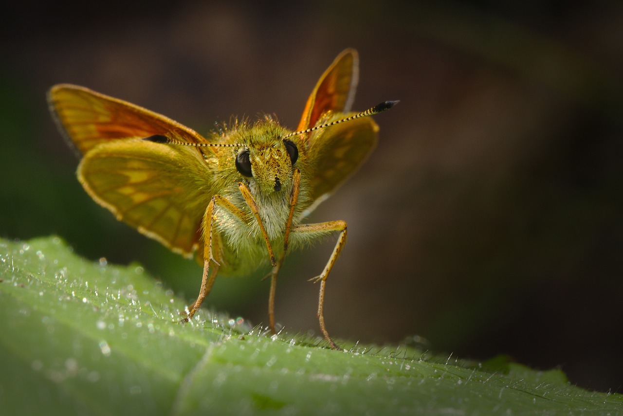 Butterfly Moth Insect - Free photo on Pixabay
