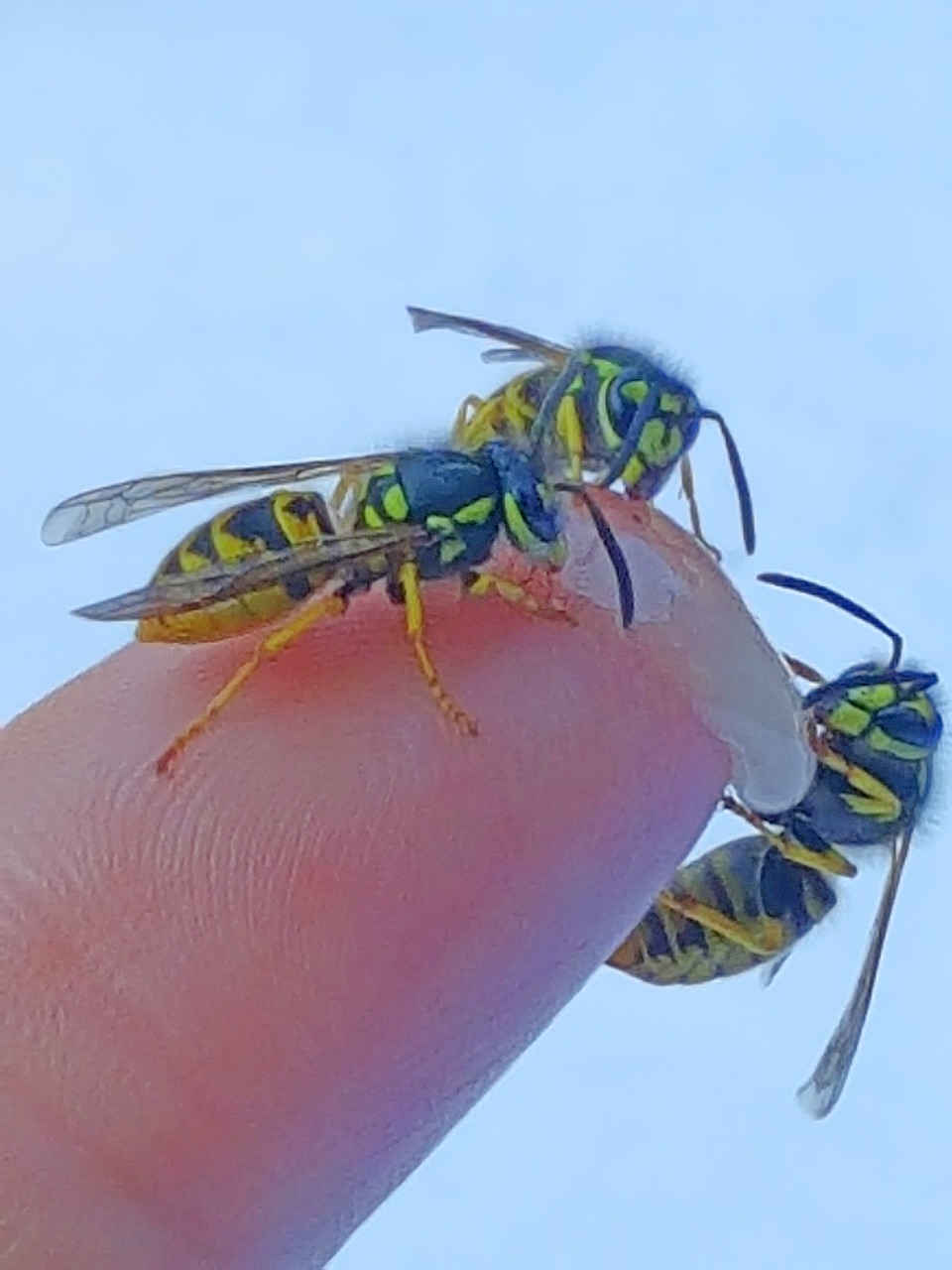 Wasps Finger Honey - Free photo on Pixabay - Pixabay