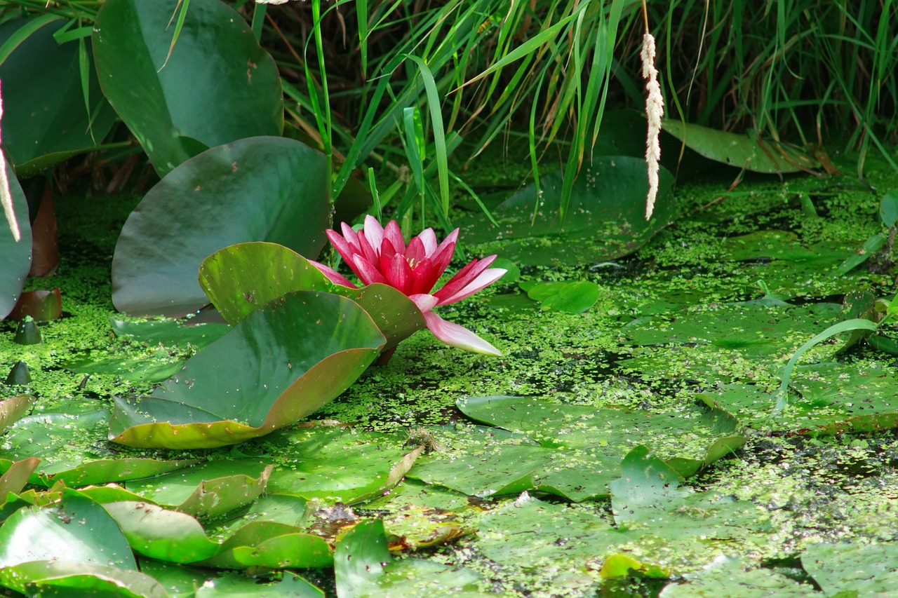 Lirio De Agua Lilypad Bloom - Foto gratis en Pixabay - Pixabay