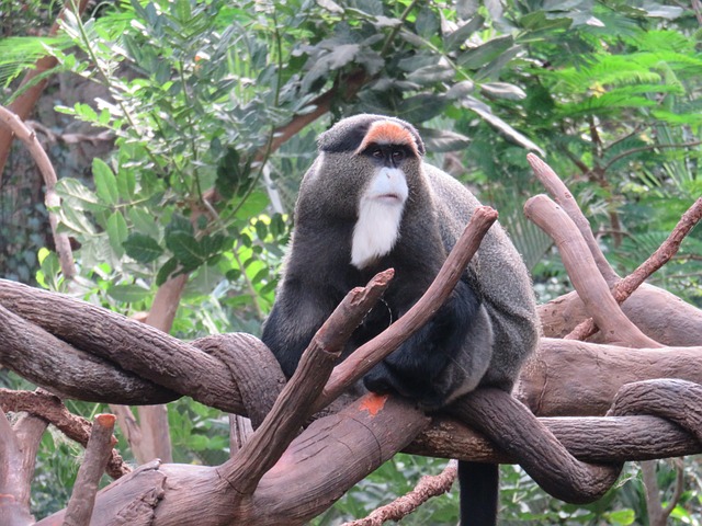 De Brazza Do Macaco Jardim - Foto gratuita no Pixabay - Pixabay