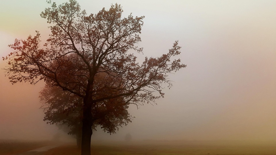 The Fog Tree - Free photo on Pixabay
