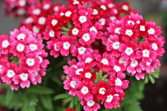 Bunga Kelopak Bloom - Foto gratis di Pixabay - Pixabay