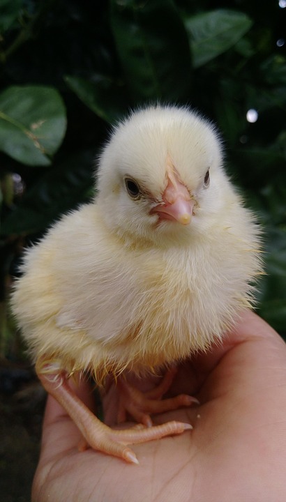 Animal Poule - Photo gratuite sur Pixabay