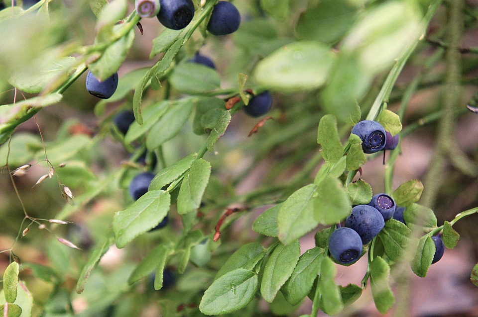 Blueberry Beri Hutan Sayuran - Foto gratis di Pixabay - Pixabay