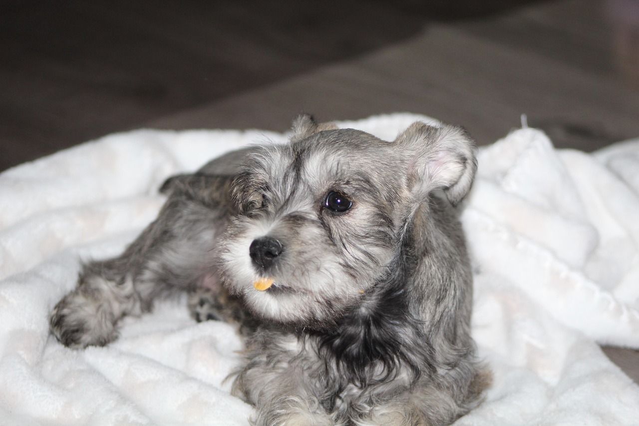 Chien Schnauzer - Photo gratuite sur Pixabay - Pixabay
