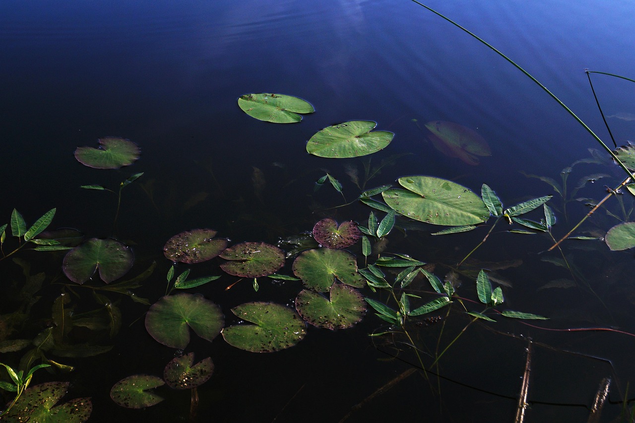 Sale De Agua Estanque - Foto gratis en Pixabay - Pixabay