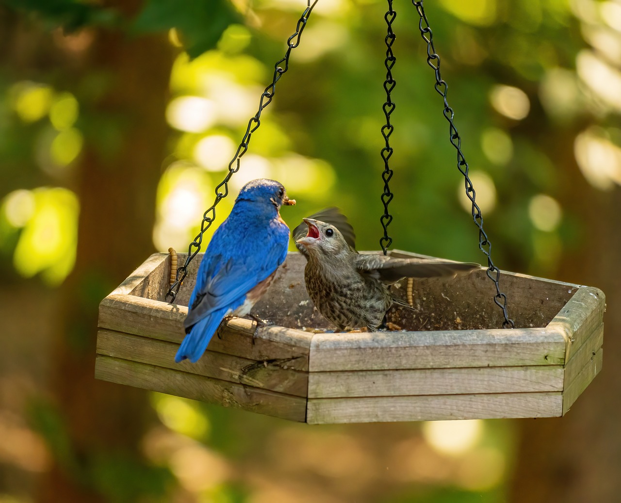 30+ Free Cowbird & Brown-Headed Cowbird Images - Pixabay