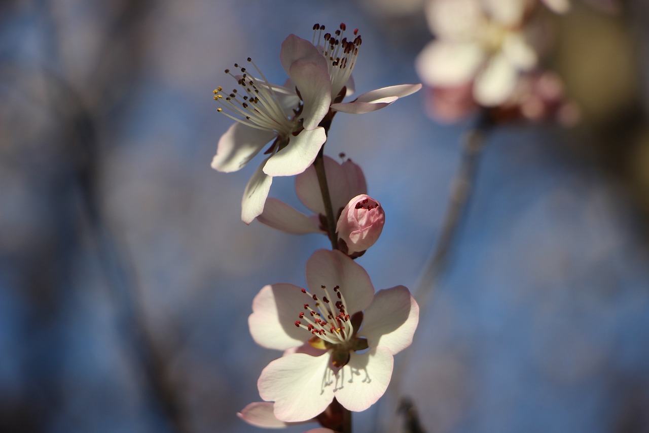 Flor Planta Primavera - Foto gratuita no Pixabay - Pixabay