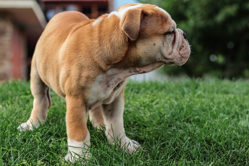 English Bulldog Anjing Buldog - Foto gratis di Pixabay - Pixabay