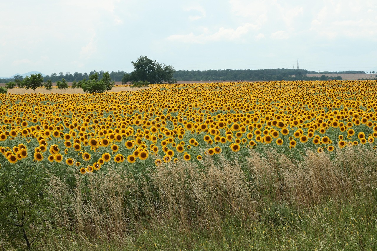 Campo Girassol Flores - Foto gratuita no Pixabay - Pixabay