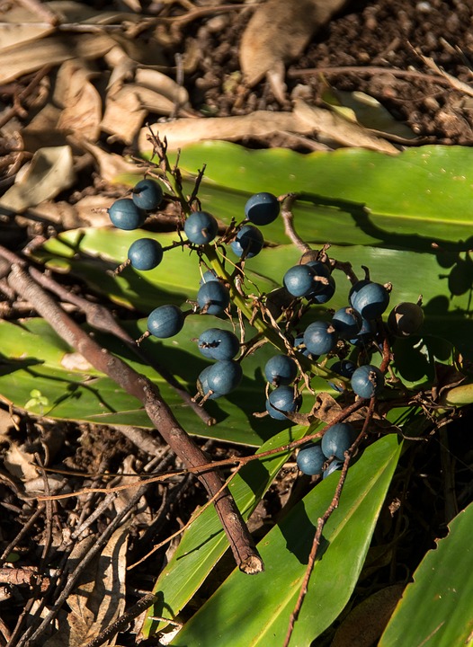 Native Ginger Berries - Free photo on Pixabay