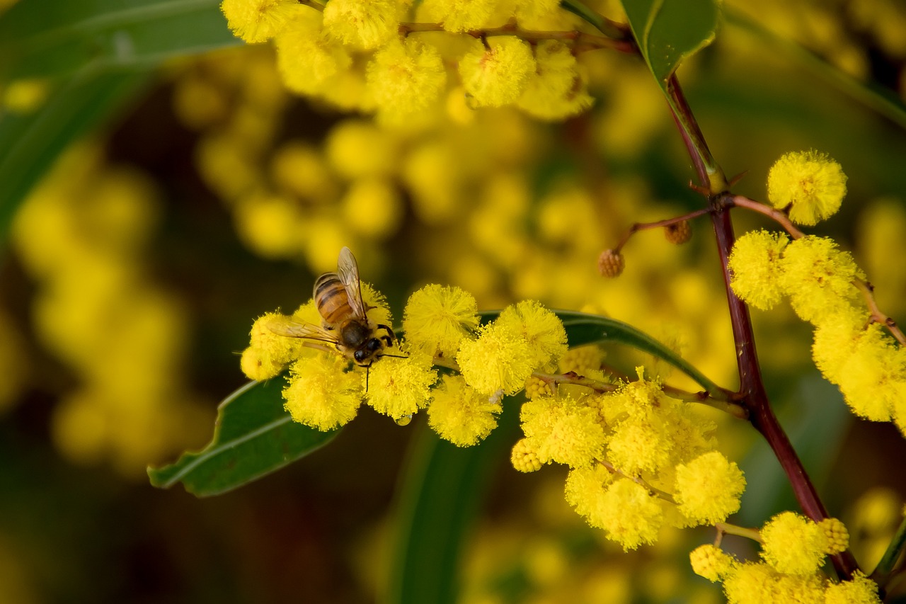 Silver Wattle Acacia Dealbata - Free photo on Pixabay