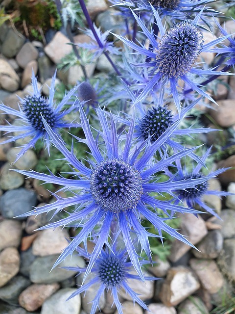 Blur Thistle Natur Blue - Kostenloses Foto auf Pixabay - Pixabay