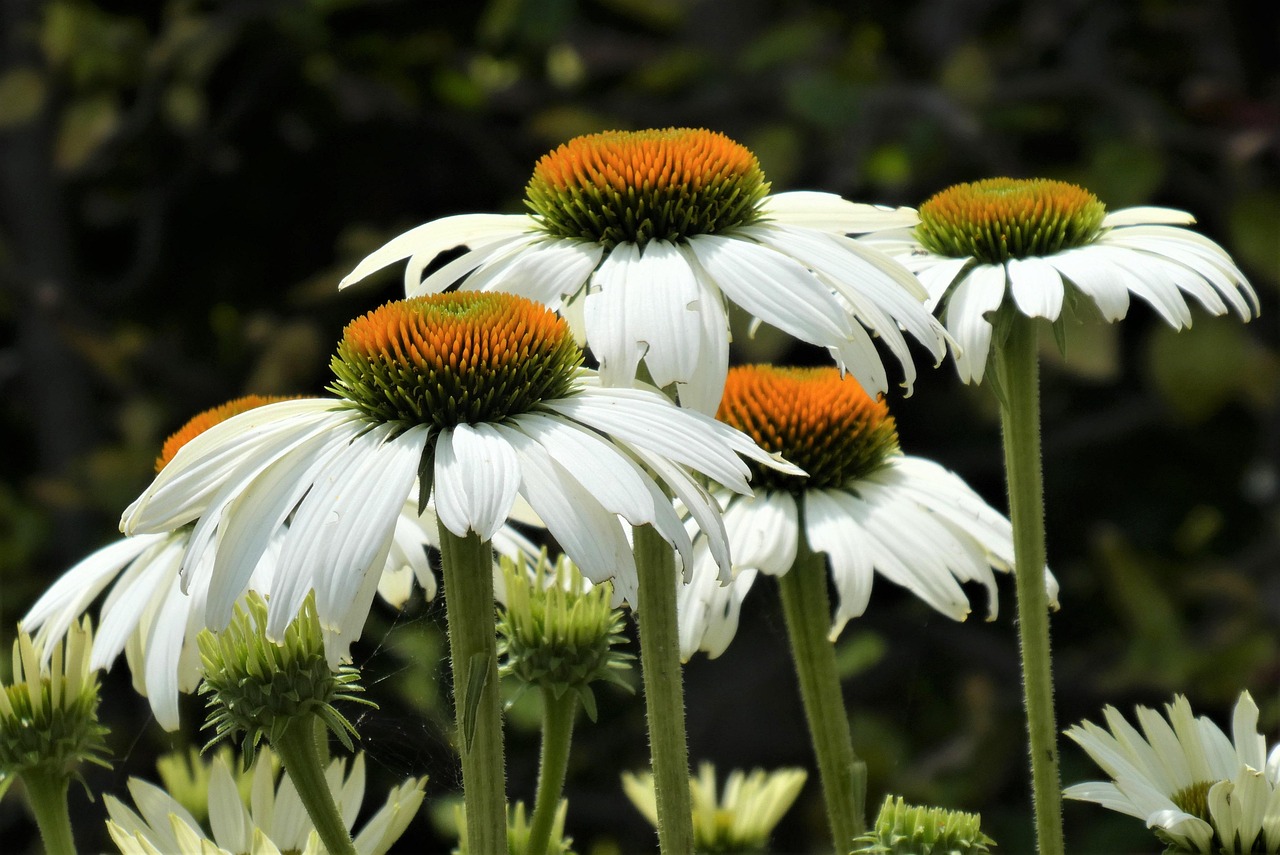 900+ Free Echinacea & Coneflower Images - Pixabay