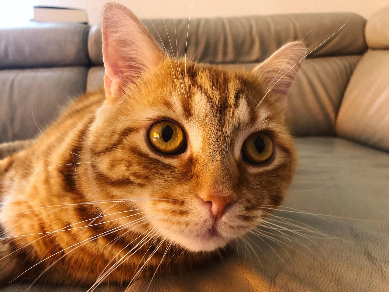 Katze Kätzchen Gustaf - Free photo on Pixabay - Pixabay