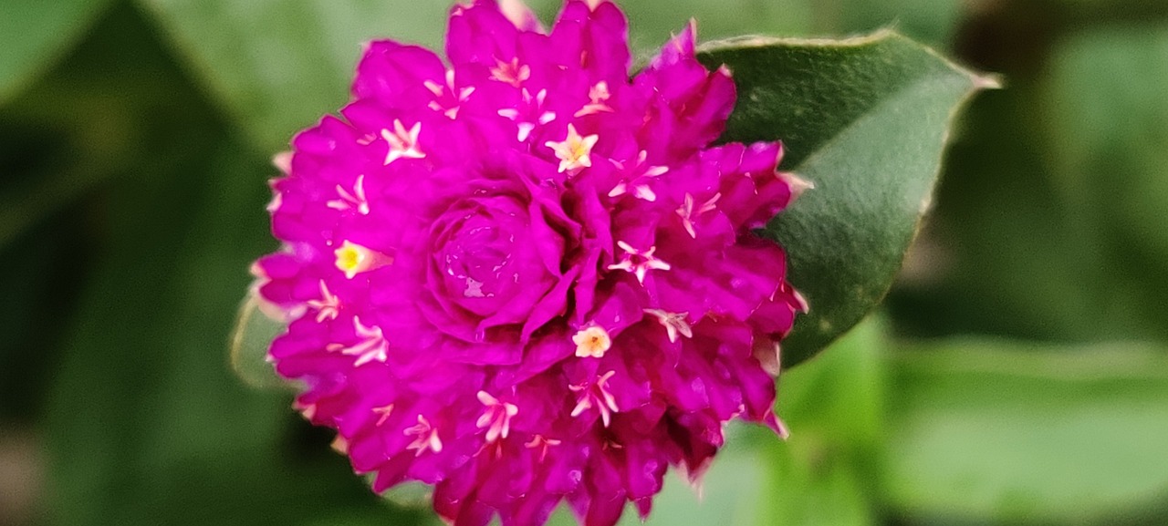 Flower Plant Nature - Free photo on Pixabay - Pixabay