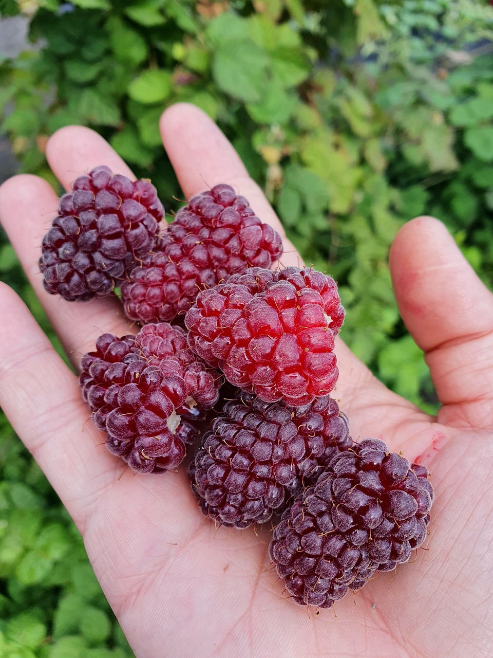 Blackberry Fruit Berry - Free photo on Pixabay - Pixabay